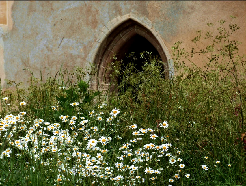 Churchyard Rewilding Project – All Saints' Church, Gazeley